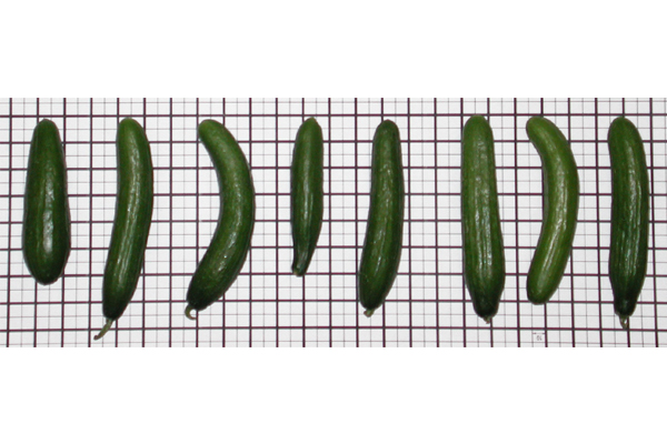 Curvature - EN GREEFA