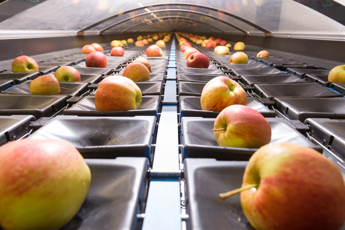 Vissers (Netherlands) - EN GREEFA