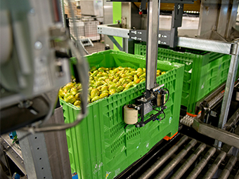 Data analysis - EN GREEFA