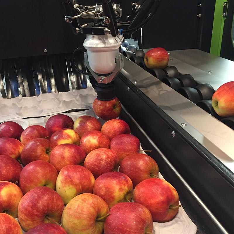 SmartPackr high speed packing robot for consisent packaging of apples